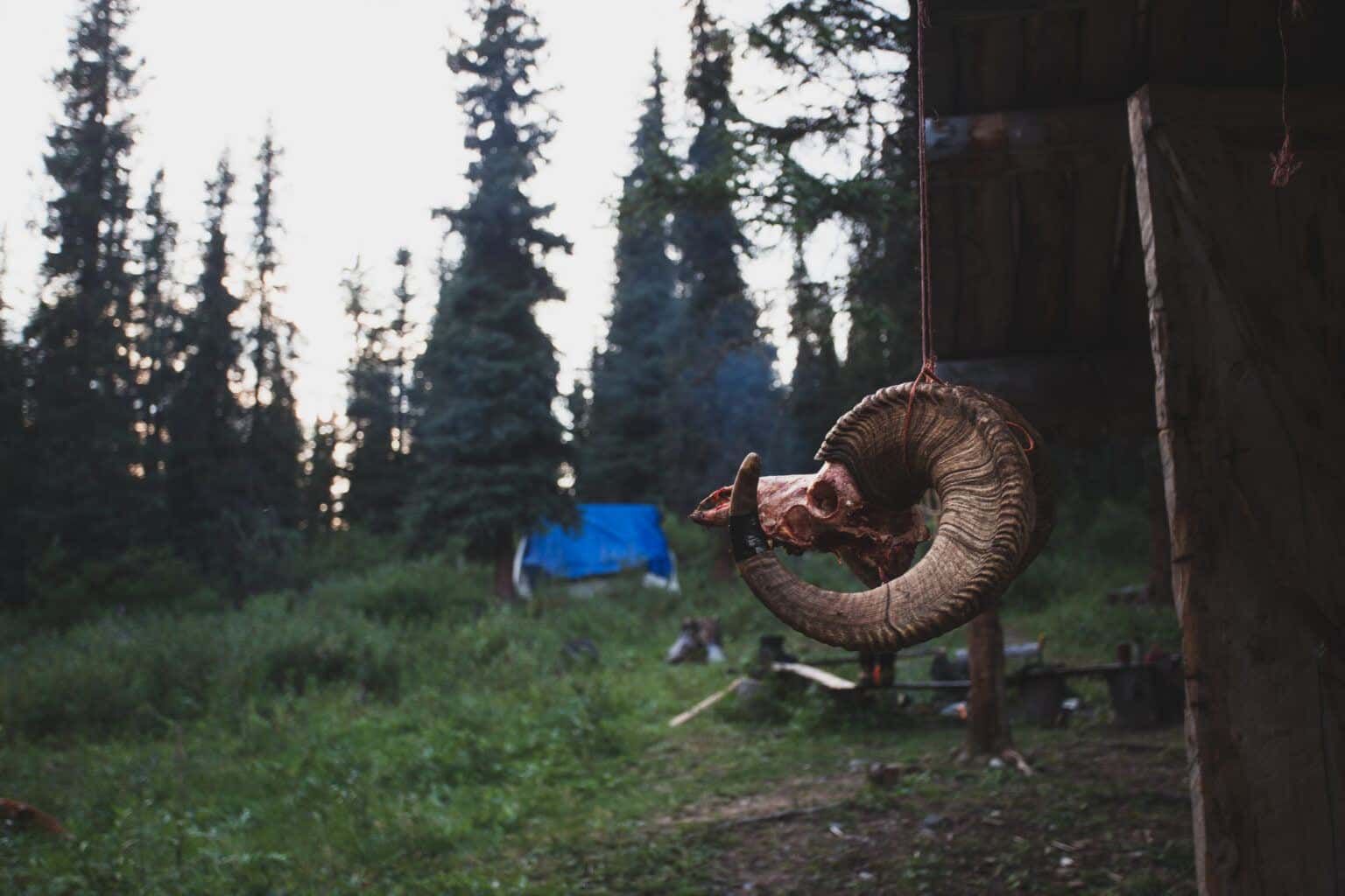 Stone Sheep • Terminus Mountain Outfitters